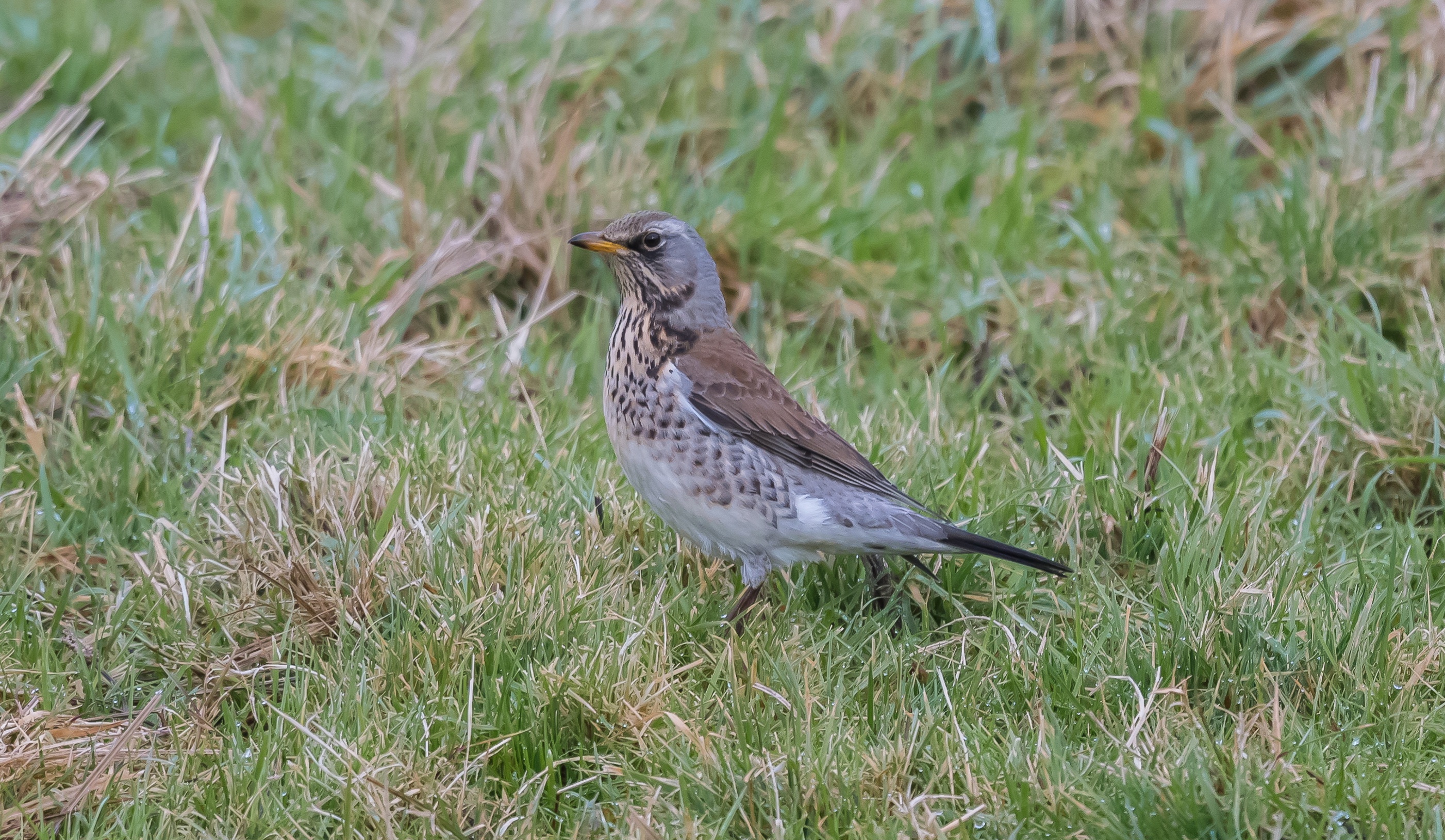 Herts Bird Club | 2024-Fieldfare-Stockers-DAyres-9Jan